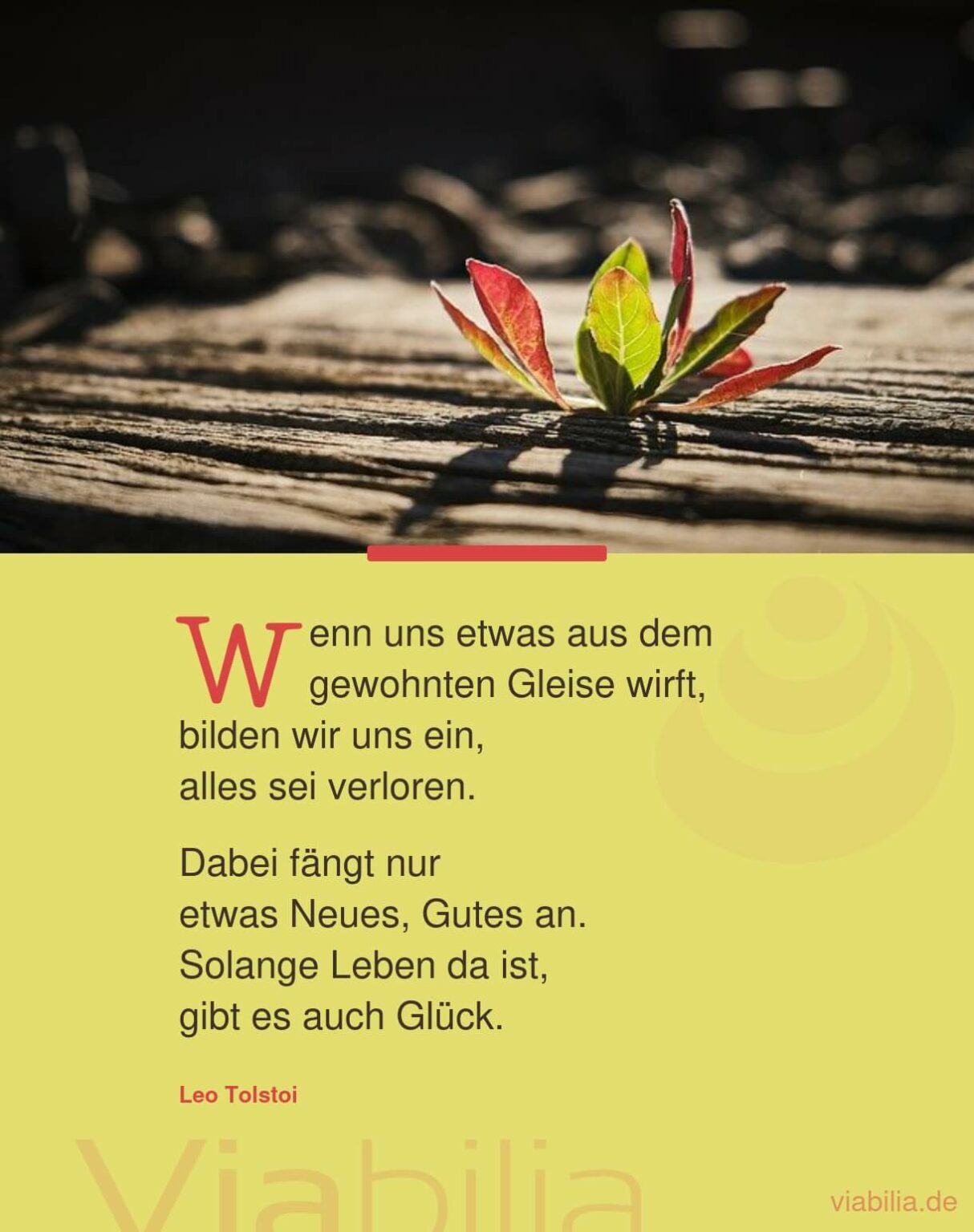 Stärkende Mutmach-Sprüche mit schönen Bildern