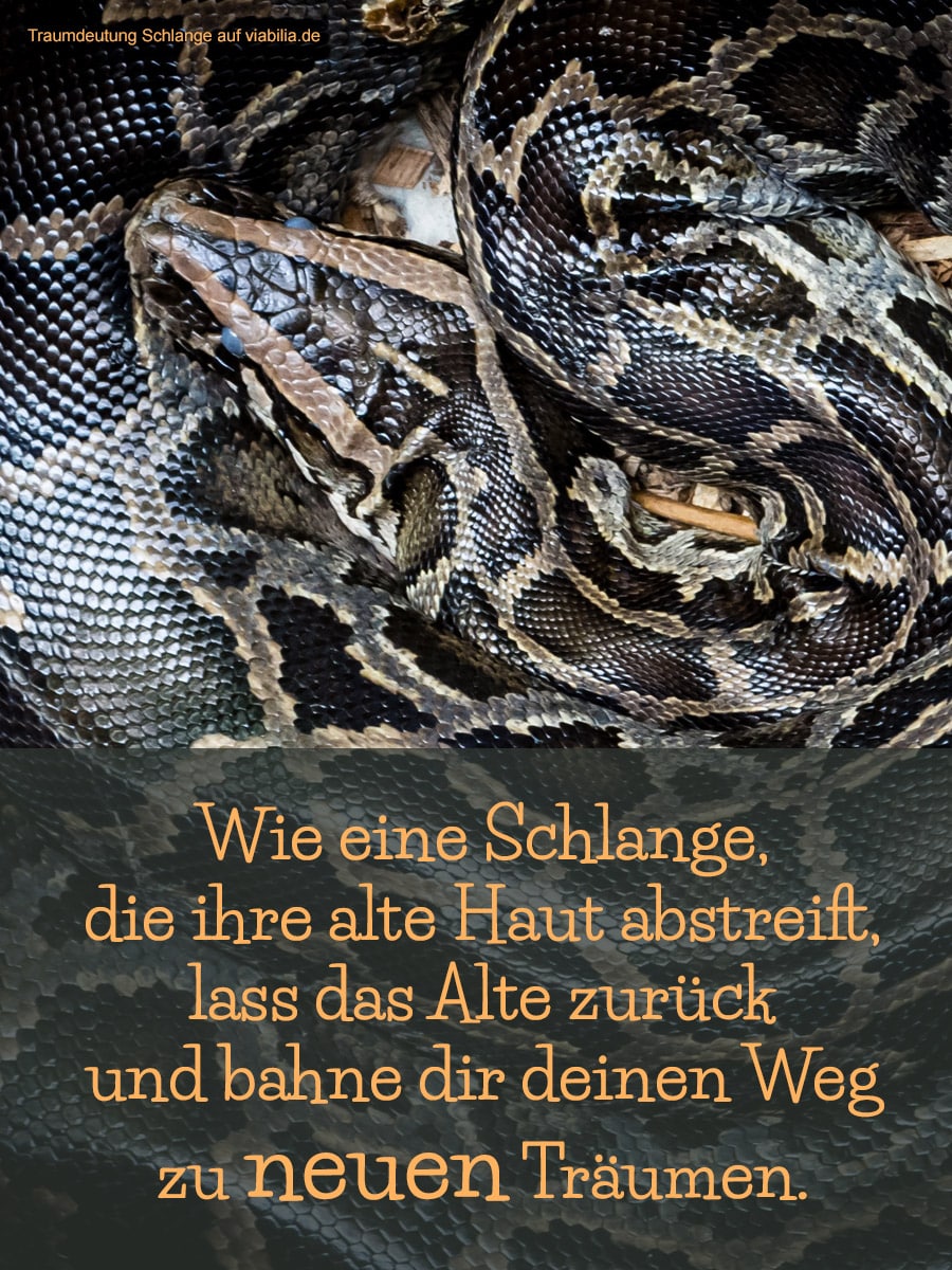Traumdeutung Schlange Boa